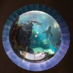 Aquarium Package in Nouméa's with Admission with Hop-on Hop-Off - The Sum Up