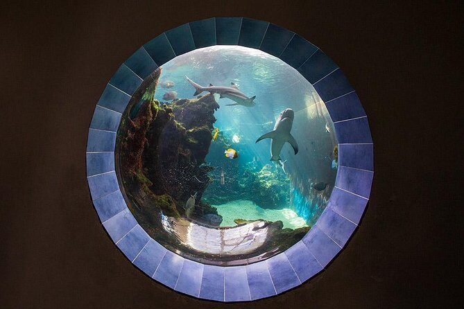Aquarium Package in Nouméa's with Admission with Hop-on Hop-Off - The Sum Up