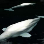 Aquarium & StanleyPark+20 Gem Spots+City/Vip Car+Small Group - The Value of the Experience