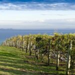 Around the Bay Food and Wine Taste Trail - Transportation & Practicalities