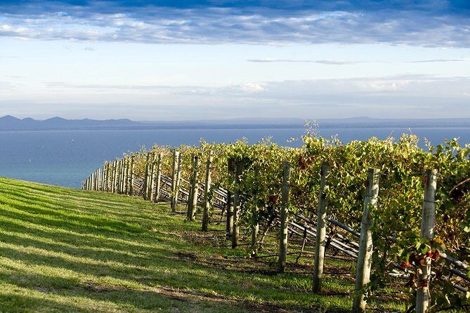 Around the Bay Food and Wine Taste Trail - Transportation & Practicalities