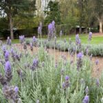 Ashcombe Maze & Lavender Gardens - FAQs about Ashcombe Maze & Lavender Gardens