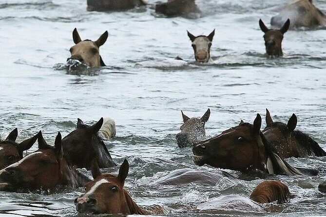 Assateague Island Kayak Tours and Ponies Experience - Final Thoughts: Is It Worth It?