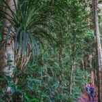 Atherton Tablelands Rain Forest by Night from Cairns - Who Should Consider This Tour?