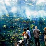 Atlanta: Georgia Aquarium Skip-the-Box-Office Entry Ticket - Authentic Experiences and Review Highlights