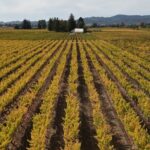 ATV Vineyard Tour and Wine Tasting - Practical Details and Considerations