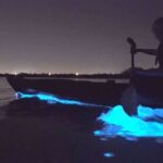 Auckland Bioluminescence Kayak Tour - Summing Up the Experience