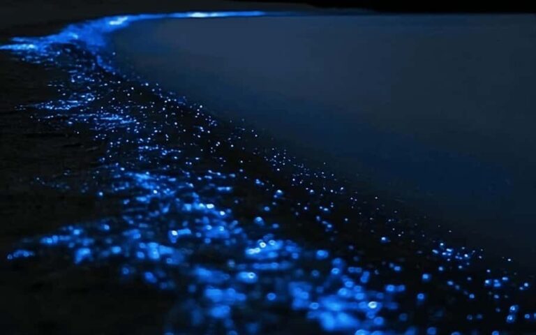 Auckland: Bioluminescence Kayak Tour with Guide - The Practicalities: What You Need to Know