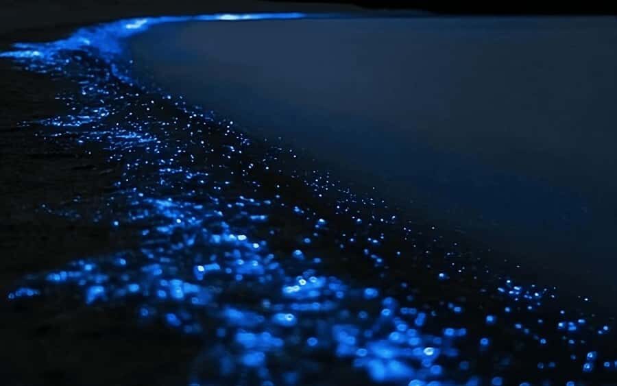 Auckland: Bioluminescence Kayak Tour with Guide - The Practicalities: What You Need to Know