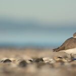 Auckland Birdwatching and Hiking Private Tour - Authentic Insights from Past Review Experience