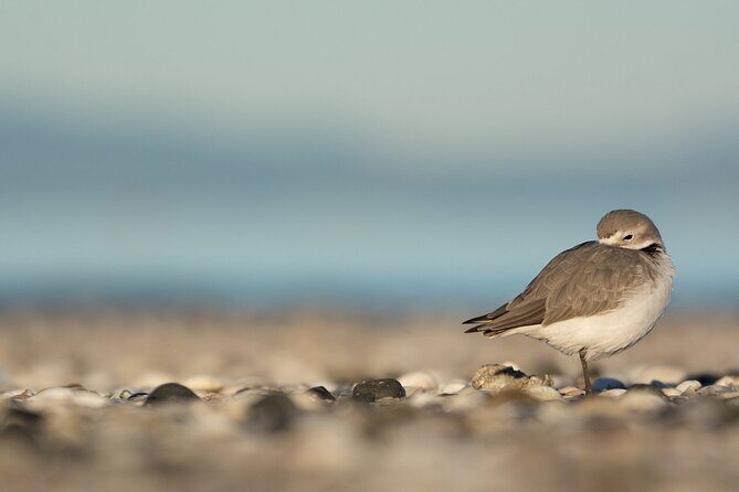 Auckland Birdwatching and Hiking Private Tour - Authentic Insights from Past Review Experience