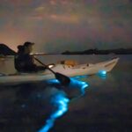 Auckland: Night Kayak Tour in Glowing Bioluminescent Waters - What to Expect from the Night Kayak Tour in Auckland
