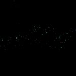 Auckland North Shore Glowworm Tour - Why This Tour Works Well