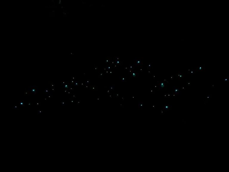 Auckland North Shore Glowworm Tour - Why This Tour Works Well