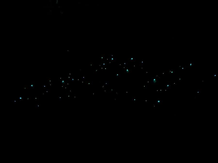 Auckland North Shore Glowworm Tour - Why This Tour Works Well