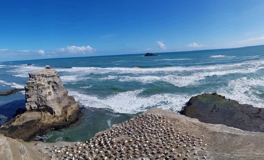 Auckland: Private Muriwai Gannets Experience - The Value of This Tour