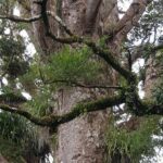 Auckland Sights Exclusive 8 Hour Luxury Day Tour - Exploring the Itinerary in Detail