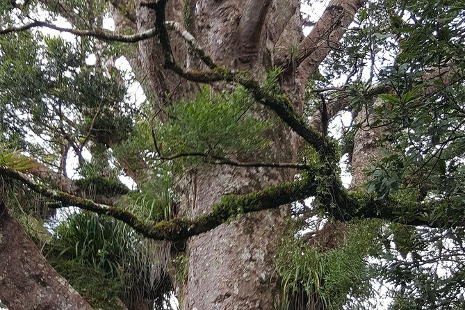 Auckland Sights Exclusive 8 Hour Luxury Day Tour - Exploring the Itinerary in Detail