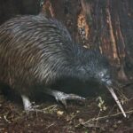 Auckland (Tawharanui): Wild Kiwi Bird Spotting Encounter - How to Make the Most of Your Night Tour