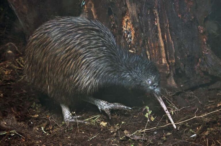 Auckland (Tawharanui): Wild Kiwi Bird Spotting Encounter - How to Make the Most of Your Night Tour