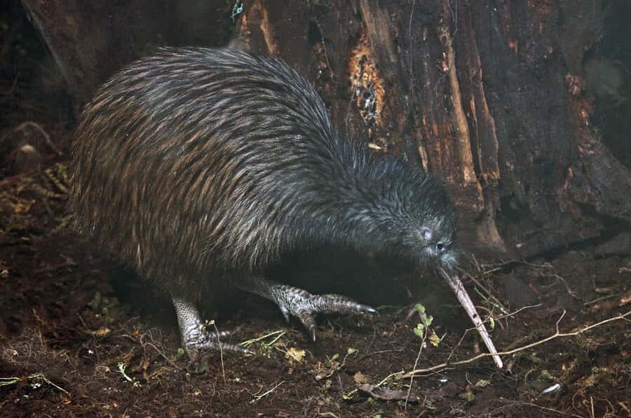 Auckland (Tawharanui): Wild Kiwi Bird Spotting Encounter - How to Make the Most of Your Night Tour