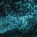 Auckland: Waitomo Caves & Te Puia Rotorua w Picnic Lunch - The Itinerary Breakdown: What You Can Expect