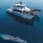 Auckland: Whale and Dolphin Watching Half-Day Eco Cruise - Who Will Love This Tour?