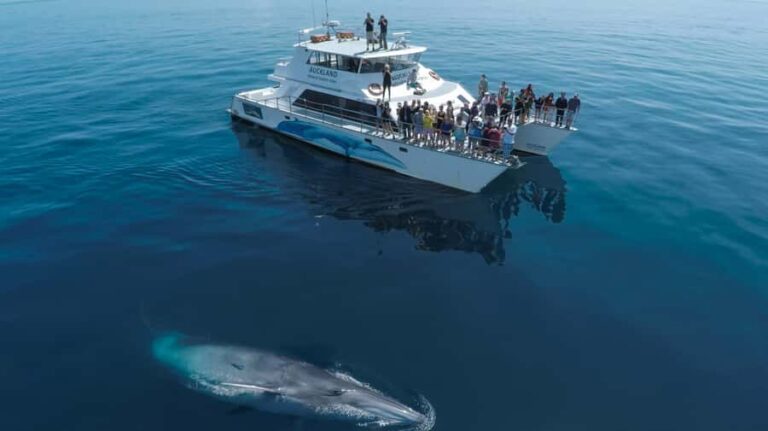 Auckland: Whale and Dolphin Watching Half-Day Eco Cruise - Who Will Love This Tour?