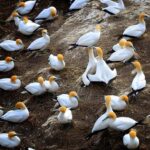 Auckland: Wild West Coast, Black Sand Beaches Tour inc Lunch - The Value of This Experience