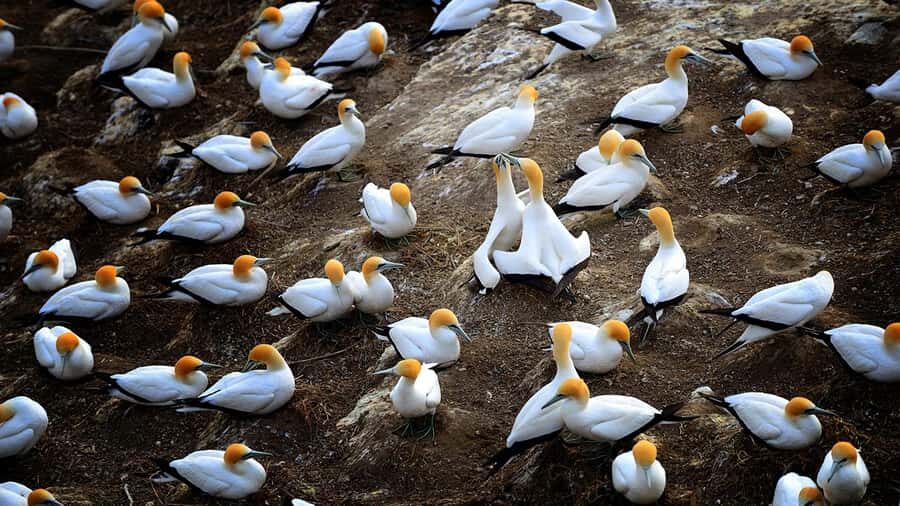 Auckland: Wild West Coast, Black Sand Beaches Tour inc Lunch - The Value of This Experience