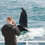 Augusta: Whale Watching Tour - The Sum Up: Why Choose the Augusta Whale Watching Tour?