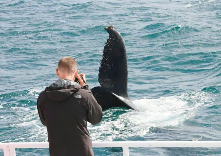 Augusta: Whale Watching Tour - The Sum Up: Why Choose the Augusta Whale Watching Tour?