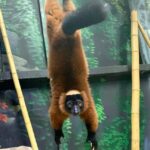 Austin Aquarium Entry Ticket - An Honest Look at the Experience