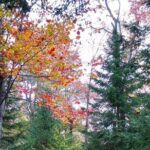 Autumn in Acadia National Park Private Leaf Peeper Driving Tour - What You’ll Experience on the Tour