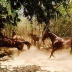 Award-winning Private Classic Horseback Ride - Who Will Love This Tour?