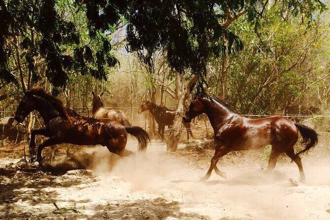 Award-winning Private Classic Horseback Ride - Who Will Love This Tour?