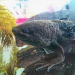 Axolotl Tour from CDMX - The Sum Up