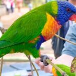 Baby Animals, Boomerangs and BBQ Lunch - Unique Activities: Boomerang Throwing & Photo Memories