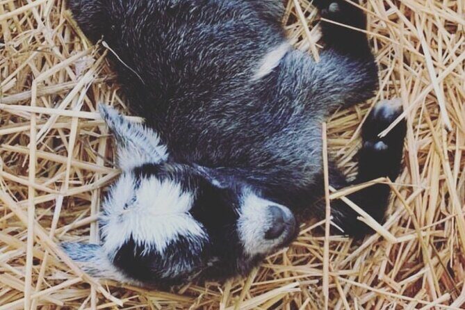 Baby Goat Cuddling and Wine Tour - Frequently Asked Questions