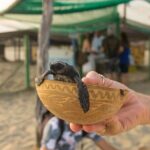 Baby Turtle Release Tour + Pick up + Courtesy in Puerto Escondido! - Is It Worth the Price?