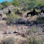 Baja Desert Horseback Riding Tour - Final Thoughts