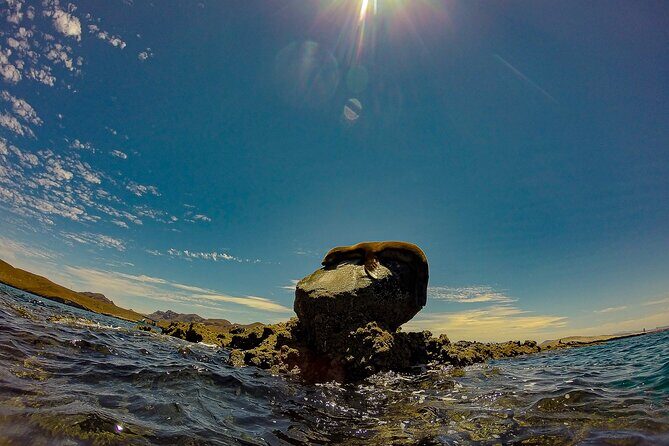 Balandra Beach Escape with Snorkeling and Wildlife Watching - What to Expect from the Tour