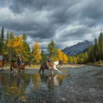 Banff: 4-Hour Sulphur Mountain Intermediate Horseback Ride - Wildlife and Natural Encounters