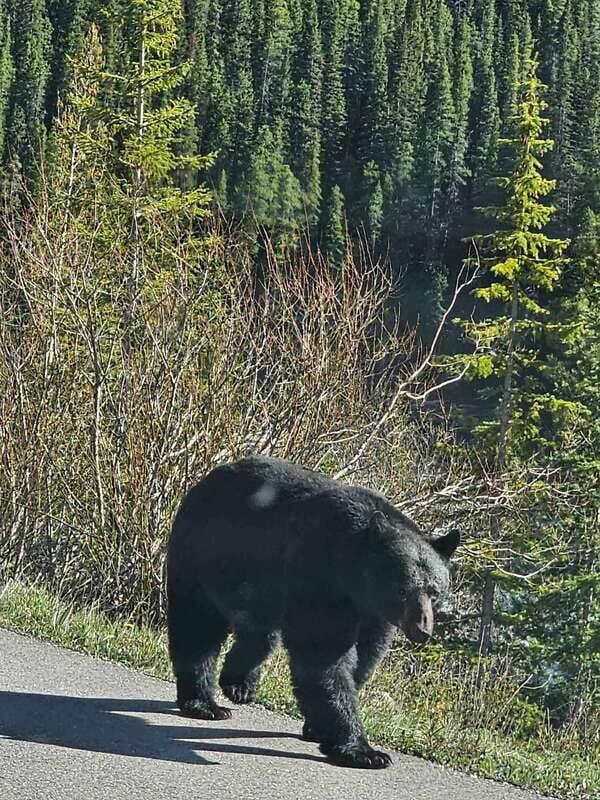 Banff and Yoho Winter Wonderland Private Tour - Who Would Love This Tour?