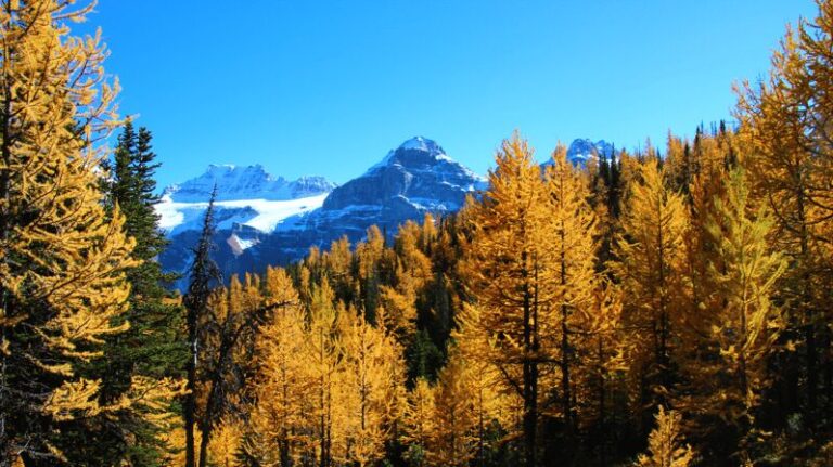 Banff/Canmore: Larch Valley & Moraine Lake - The Experience on the Ground
