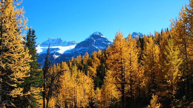 Banff/Canmore: Larch Valley & Moraine Lake - The Experience on the Ground