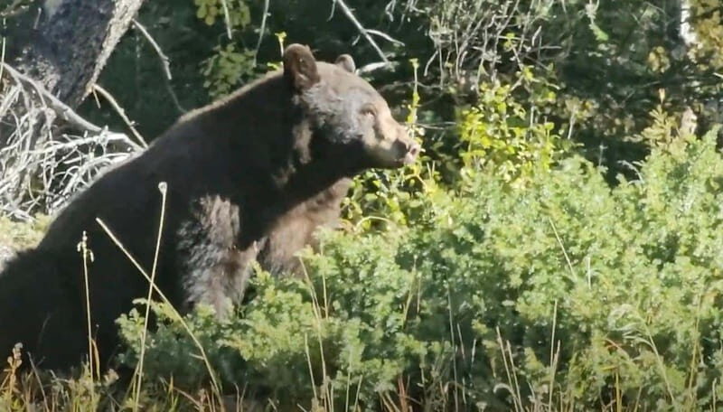Banff: Evening Wildlife Safari Guided Tour - The Guides: Knowledge, Stories, and Personalities