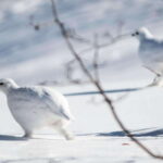 Banff: Explore Winter Nature Walk - Ice Cleats Included 2H - Final Thoughts