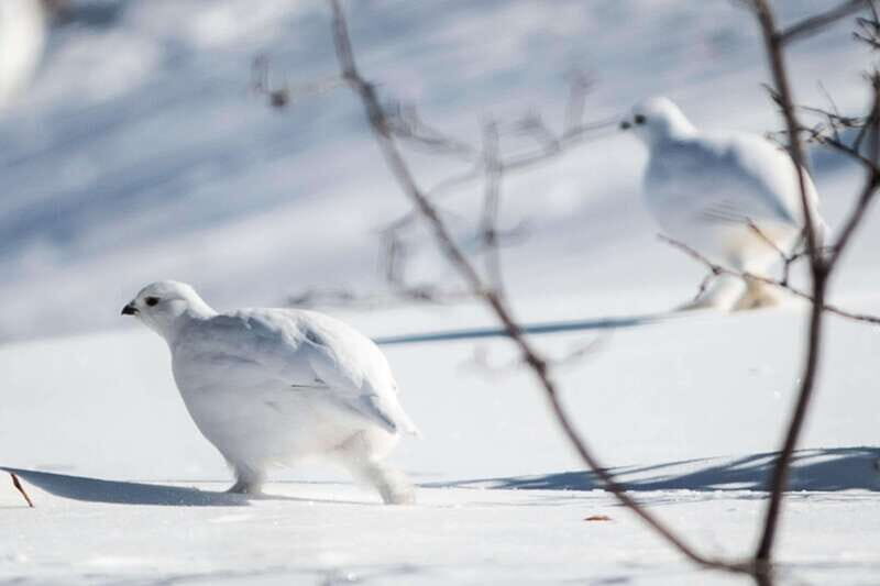 Banff: Explore Winter Nature Walk - Ice Cleats Included 2H - Final Thoughts