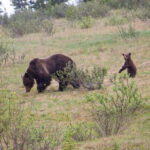 Banff: Guided Nature Walk with Bear Country Safety Tips - Who Will Benefit Most?